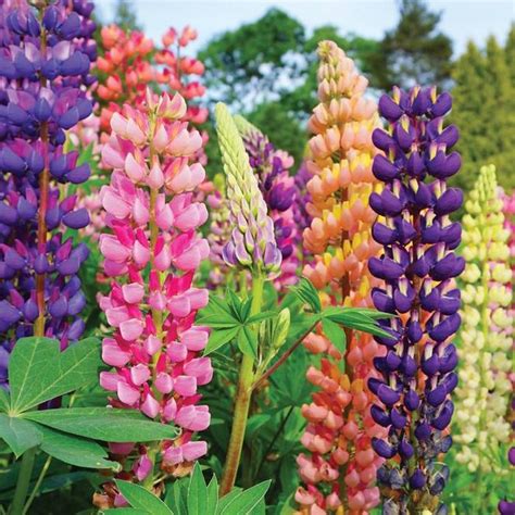 Lupine Lupinus Polyphyllus Gallery Mix From Swift Greenhouses