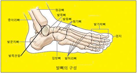 골두인대•관골구와•월상면•제철형•삼각주상•지골•지절골•지절골•원위지골•중위지골•근위지골•중지골•거골활차•안상•골기저•척골•원형창•폐경화증 네이버 블로그