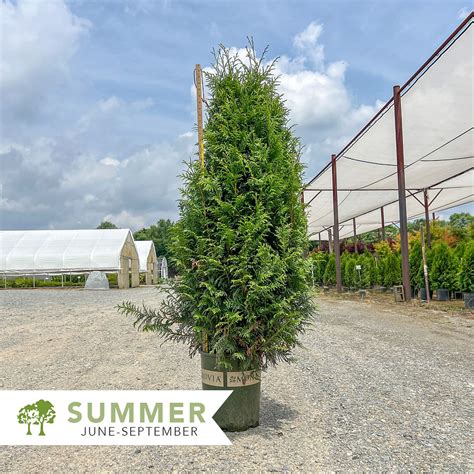 Tiny Tower® Arborvitae Thuja Standishii X Plicata Monrig Shepherdssupply