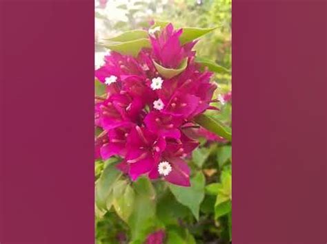 💚 B o u g a i n v i l l e a 💚#bougainvillea#plantshop #lowprice#nurserygarden #shorts # ...