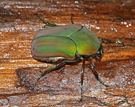 June Bug L Intriguing Invertebrate Our Breathing Planet