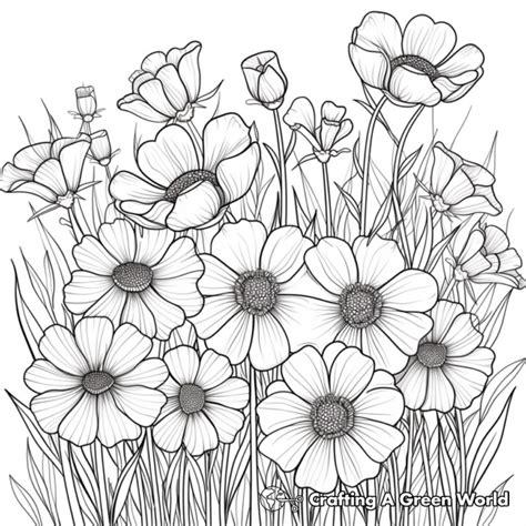 August Flower Coloring Pages