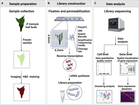 Single Cell And Spatial Multi Omics In The Plant Sciences Technical Advances Applications And