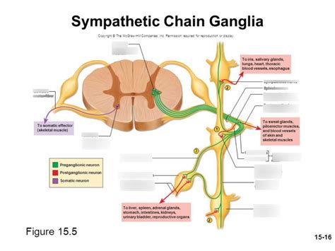 Pterygopalatine Ganglion Anatomy Location And Function