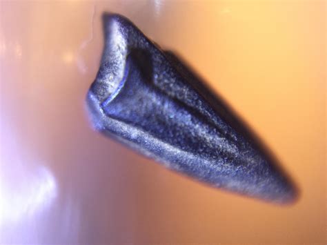 Id Cretaceous Marine Microfossils Teeth Fossil Id The Fossil Forum