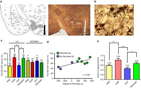 Restraint Stress Increased The Number Of C Fos Expressing Orexin