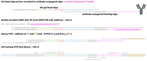 单细胞分析实录 2 使用cell ranger得到表达矩阵 用cellranger生成的fastq文件继续分析 csdn博客