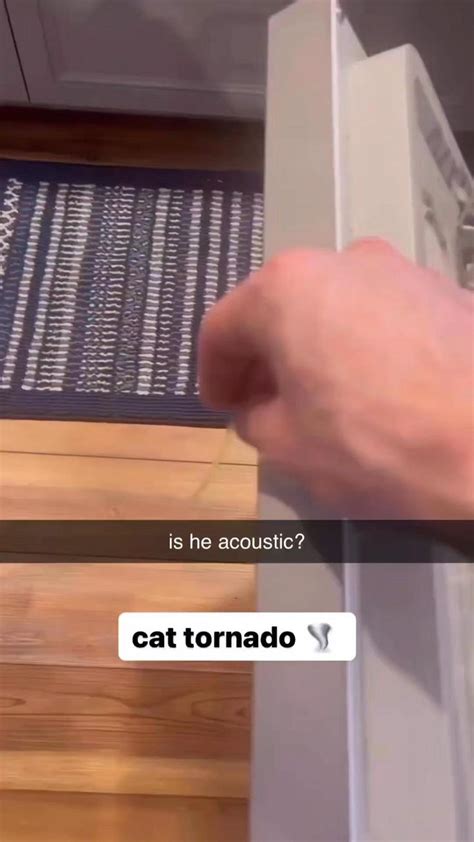 Tornado Alert 🐈