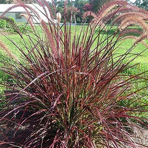 Organix Rosa Fountain Grass Red Rubrum Pennisetum Setaceum Beautiful