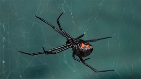 Black Widows Red Markings May Be More Visible To Predators Than Prey