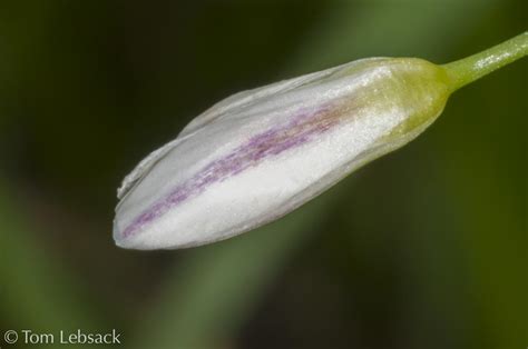 Nothoscordum Bivalve