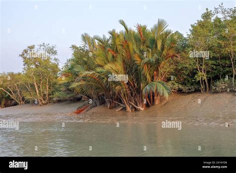 Typical Nipa Palm Nipa Fruticans This Photo Was Taken From Sundarbans National Park