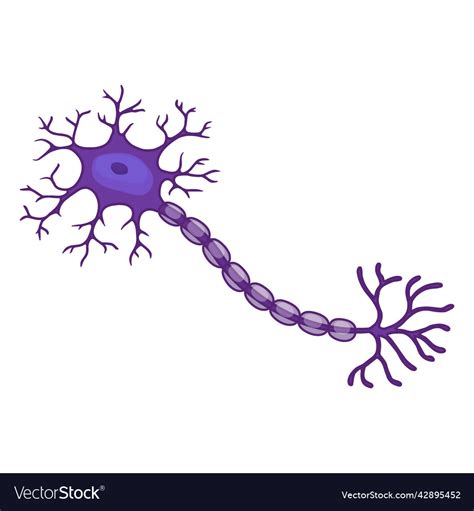 Neuron High Quality Royalty Free Vector Image Vectorstock