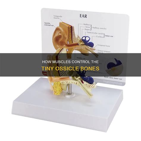 How Muscles Control The Tiny Ossicle Bones Cyvigor