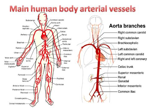 Abdominal Aorta Branches Diagram