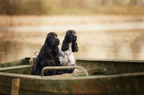 Cocker Spaniel InglÉs Noticias De Perros