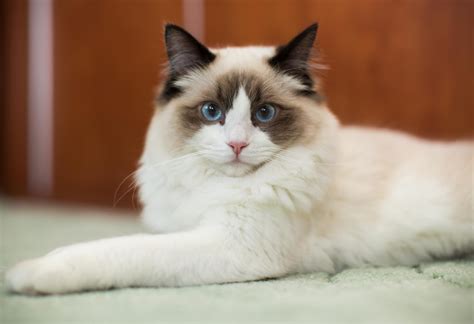 Ragdoll Cat Care Simple Ways To Keep Them Happy