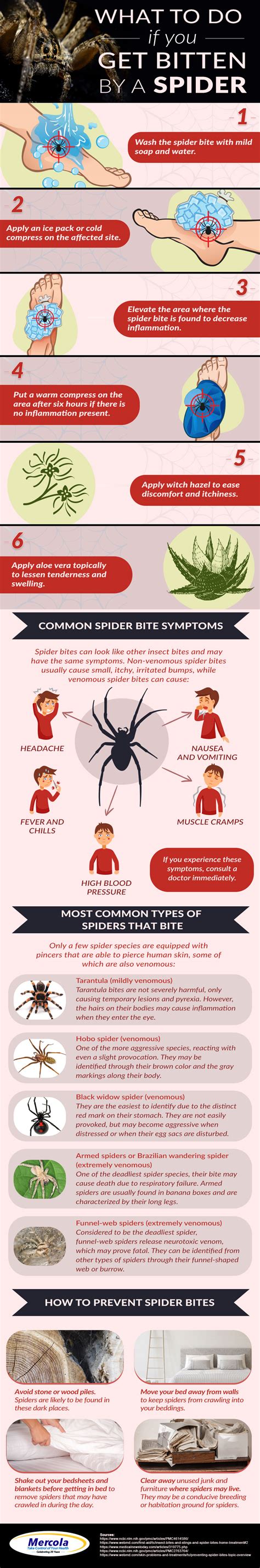 Types Of Spider Bites Chart At Barbara Ridgley Blog
