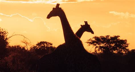 What Is Zip Code Of Limpopo South Africa At Eusebia Horton Blog