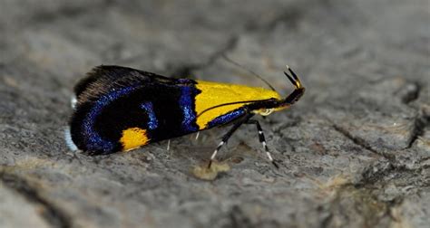 Lepidoptera 101 Moths And Butterflies Earth Life