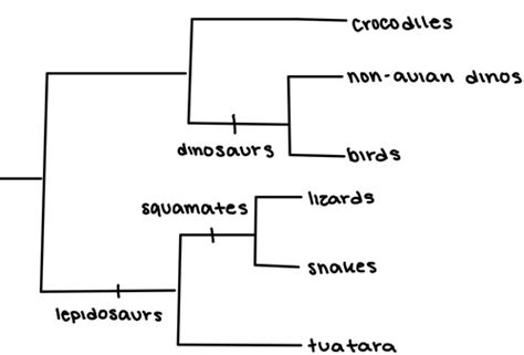 5 6 Lecture Flashcards Quizlet