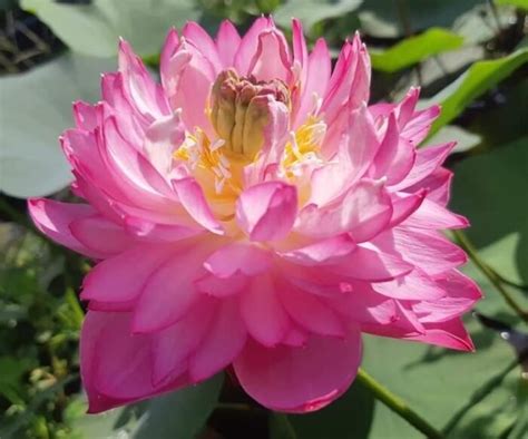 Amiry Peony Lotus Tuber Online Dark Pink Lotus Plant For Sale
