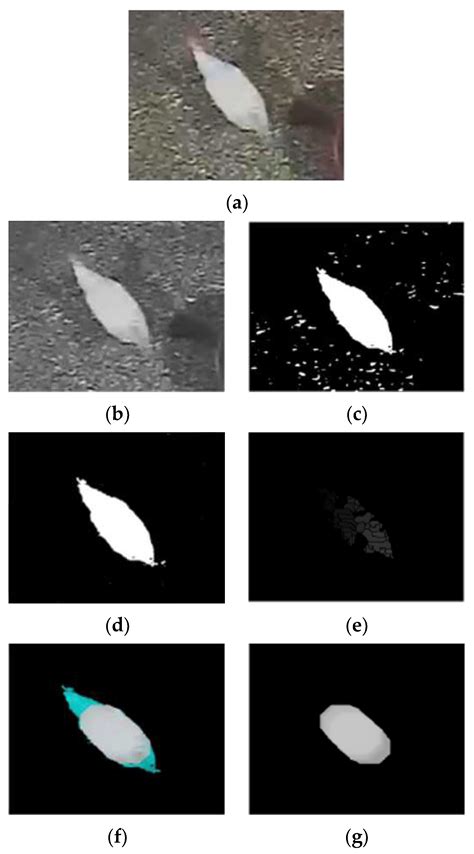 Optimizing Deep Learning Algorithms For Effective Chicken Tracking Through Image Processing