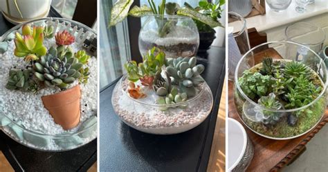 20 Indoor Succulent Decoration Ideas Succulent Garden Web