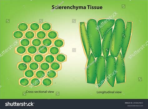Top Side View Sclerenchyma Cells Plant เวกเตอรสตอก ปลอดคาลขสทธ 2058629657 Shutterstock