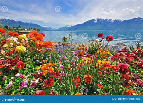 Flowers In Swiss Alps Stock Image Image Of Bodies Water 31980119
