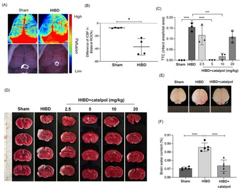 Hypoxic Ischemic Encephalopathy Hie Model Creative Bioarray