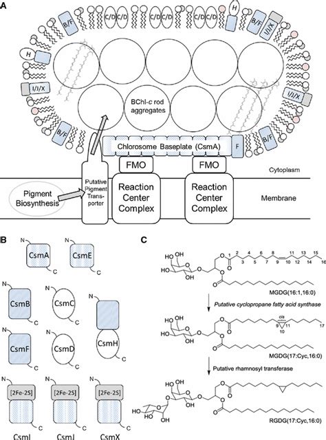 Schematic Drawing Of The Chlorosome Structure Csm Protein Motifs And