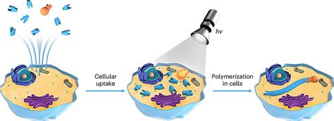 Light Activated Polymerization Methods Unlock New Possibilities For