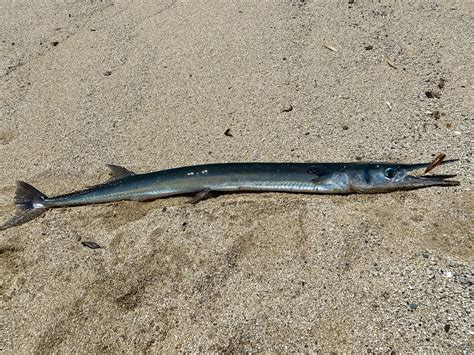 オキザヨリ 釣魚図鑑 釣りバカhagiとmayoの九州ルアーフィッシング 研究所