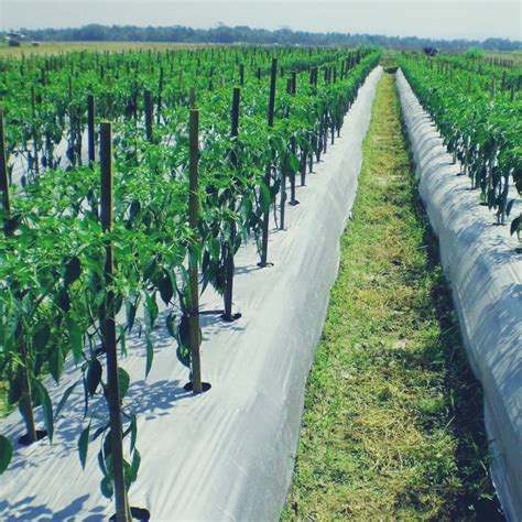 Inilah Manfaat Dari Pemakaian Mulsa Pada Tempat Pertanian Jual Mulsa Plastik