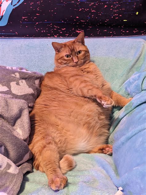 This Is Pixel Everyone Calls Him Garfield Though 😮‍💨😂 Rchonkers