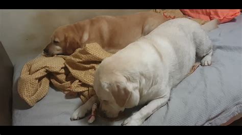 레브라도리트리버 산이연이 껌먹방😋냠냠쩝쩝 Youtube