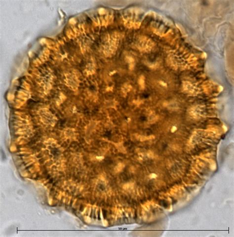 Polygonum Acuminatum Polygonaceae