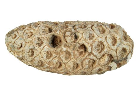 1 6 Fossil Cycadophyte Seed Cone Boujdour Morocco 255066 For