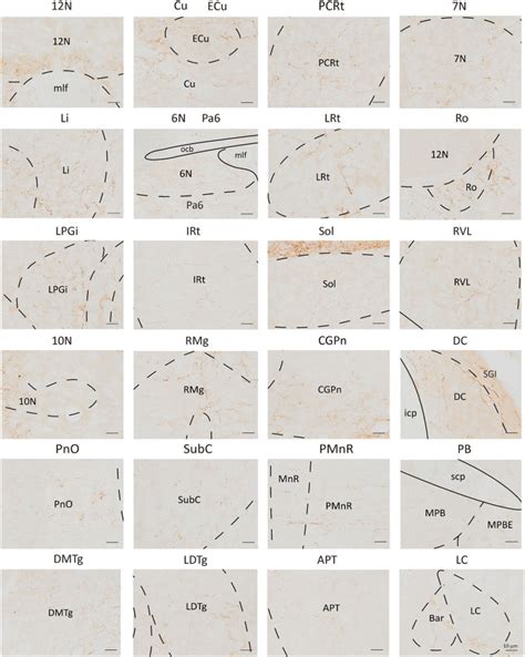 Whole Brain Monosynaptic Outputs And Presynaptic Inputs Of Gabaergic