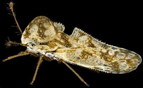 Corythucha Morrilli Corythucha Bugguidenet