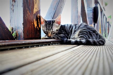 Greece Kitty Foto And Bild Street World Outdoor Bilder Auf Fotocommunity