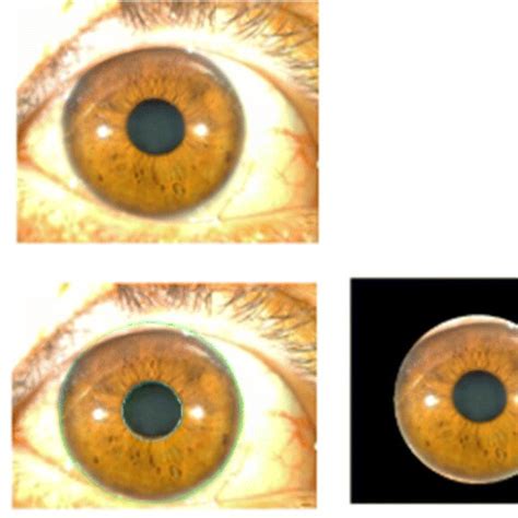 Flow Chart For Iris Segmentation Download Scientific Diagram