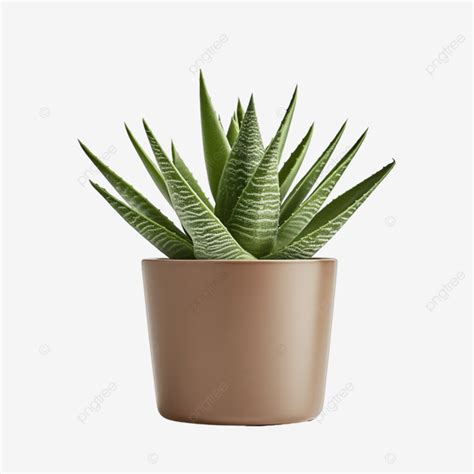 화분에 심은 식물 외딴 화분에 심은 식물 다육 식물 실내 화분에 심은 식물 식물 클립아트 촬영 화분에 심은 식물 다육식물 사진술 화분 Png 일러스트 및 이미지 에