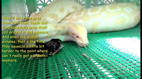 How Do Pythons Kill Their Prey At Curtis Dolan Blog