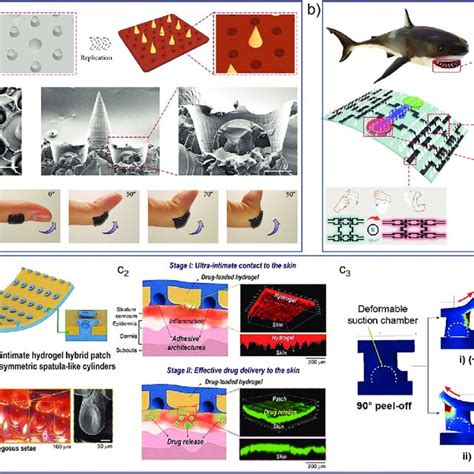 Biomedical Applications Inspired By Microstructures On Biological