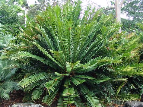Natal Giant Cycad Encephalartos Natalensis Foster Botani Flickr