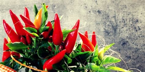 How To Grow Ornamental Chili Pepper Plants Chili Growing