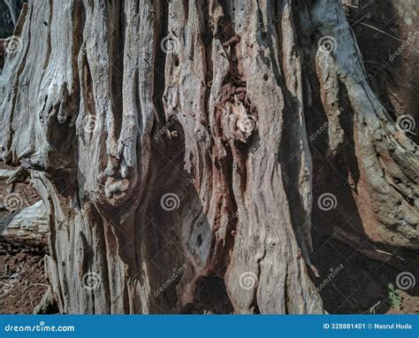 Surface Pattern Of Dry And Weathered Teak Tree Trunk Stock Image Image Of Twig Tree 328881401