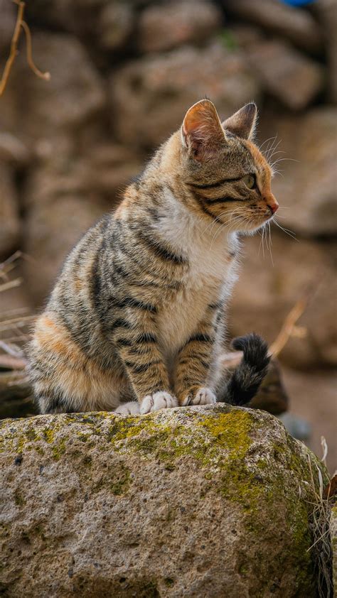Cat Paw Pattern Background Photos Download The Best Free Cat Paw